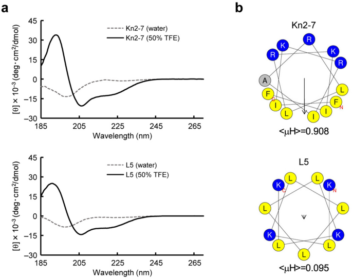 High amphipathicity of α-helical peptides enhances unmethylated CpG DNA ...