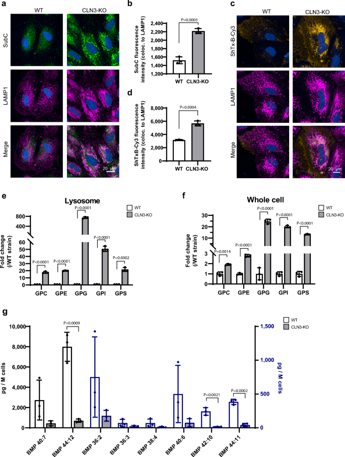TRPML1 activation ameliorates lysosomal phenotypes in CLN3 deficient ...
