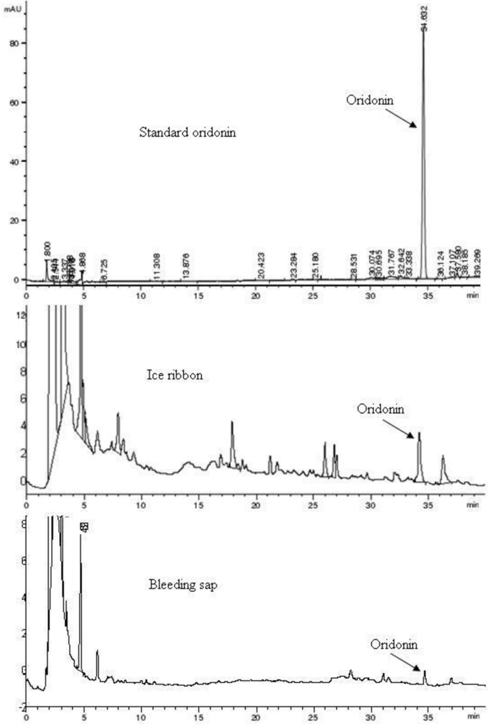 The water and oridonin sources in the ice ribbons of Isodon rubescens | Scientific Reports