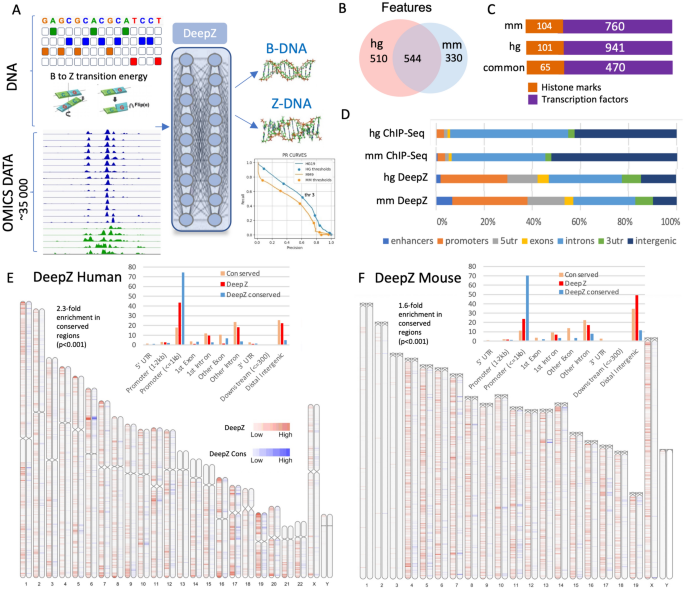 Z-DNA formation in promoters conserved between human and mouse are ...