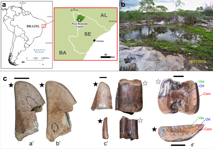 Anthropogenic modification of a giant ground sloth tooth from Brazil ...