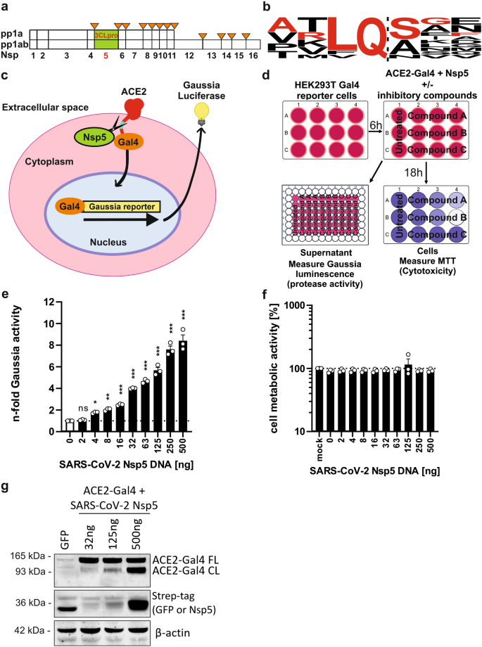 A Gaussia luciferase reporter assay for the evaluation of coronavirus Nsp5/3CLpro activity ...