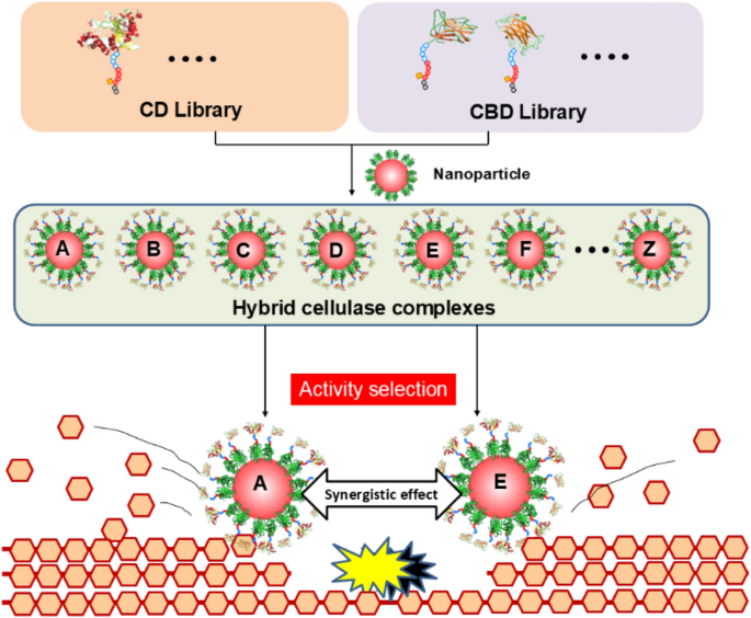 Combinatorial optimization of the hybrid cellulase complex structure designed from modular ...