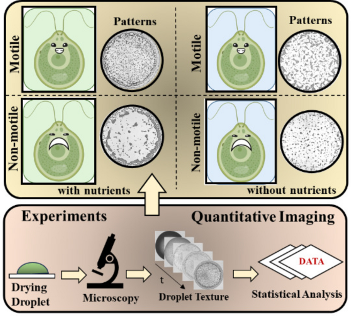 Role of motility and nutrient availability in drying patterns of algal droplets | Scientific Reports