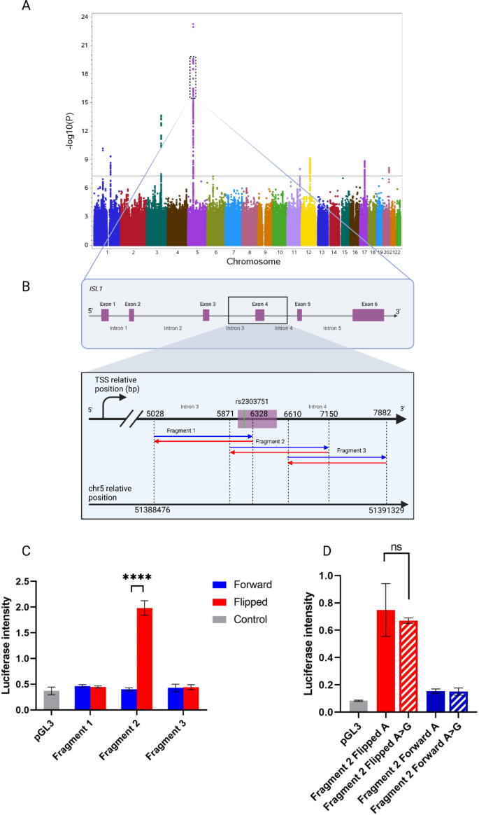 EZH2 specifically regulates ISL1 during embryonic urinary tract ...