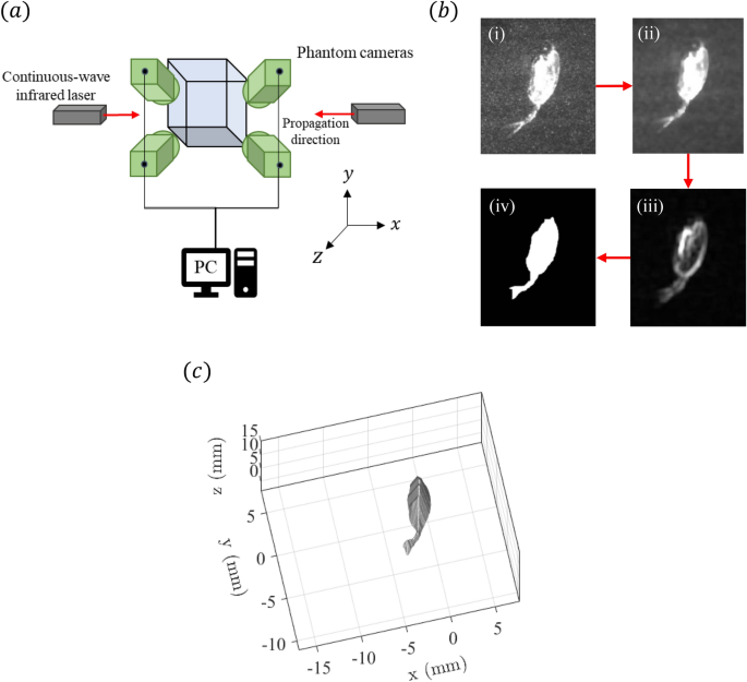 Hydrodynamics of cruise swimming and turning maneuvers in Euchaeta ...