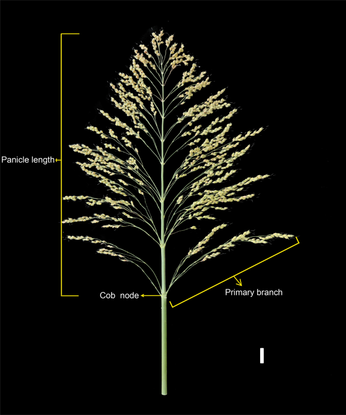 Genome-wide dissection of genes shaping inflorescence morphology in 242 ...
