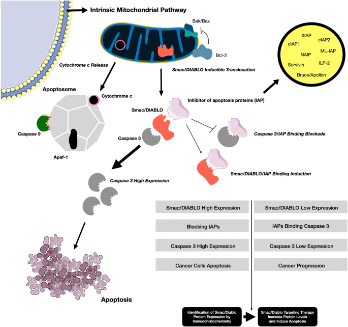 Smac/DIABLO protein acts as an independent prognostic factor in oral ...