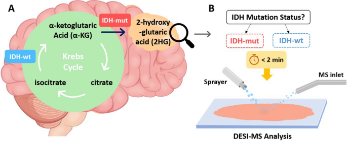 Detection of IDH mutation in glioma by desorption electrospray ...