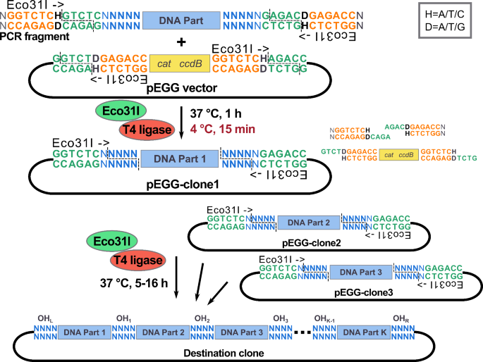 Golden EGG, a simplified Golden Gate cloning system to assemble ...