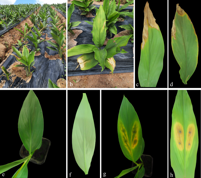 Identification, characterization, and sensitivity to phytochemicals of a novel Curvularia ...