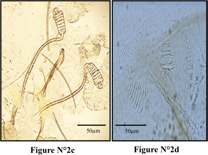A pictorial identification key for Mediterranean and Middle Eastern ...