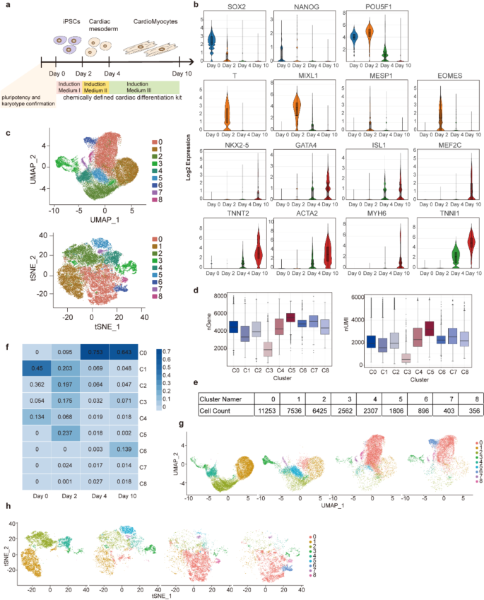 Single-cell RNA sequencing reveals key regulators and differentiation ...