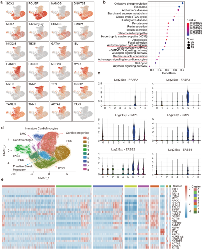 Single-cell RNA sequencing reveals key regulators and differentiation ...