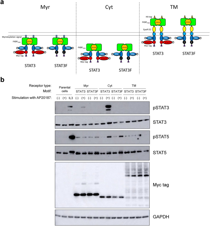 Refining minimal engineered receptors for specific activation of on ...