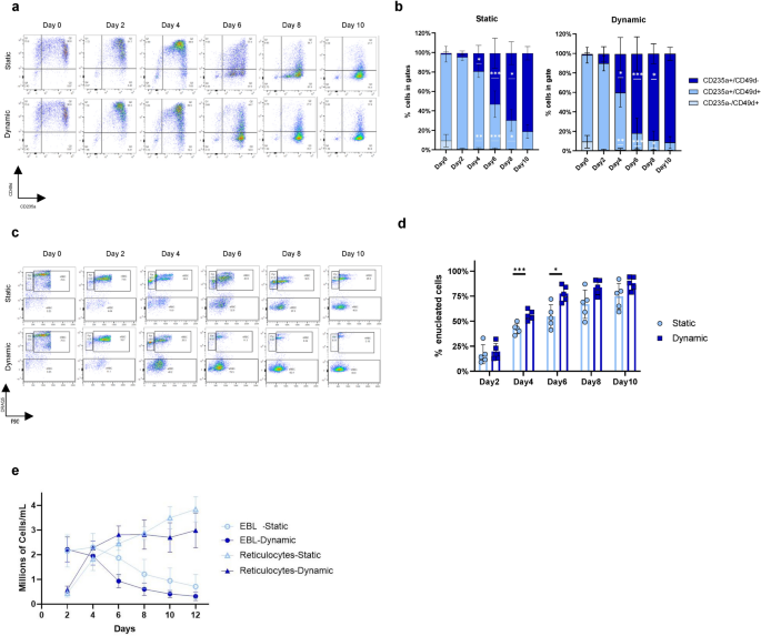 Differentiating erythroblasts adapt to mechanical stimulation by ...