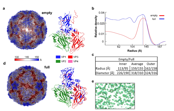 DMSO might impact ligand binding, capsid stability, and RNA interaction ...