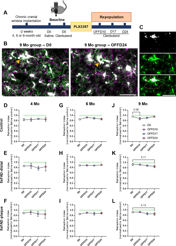 Partial microglial depletion and repopulation exert subtle but ...