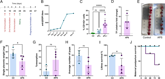 Impact of antiphospholipid syndrome on placenta and uterine NK cell ...