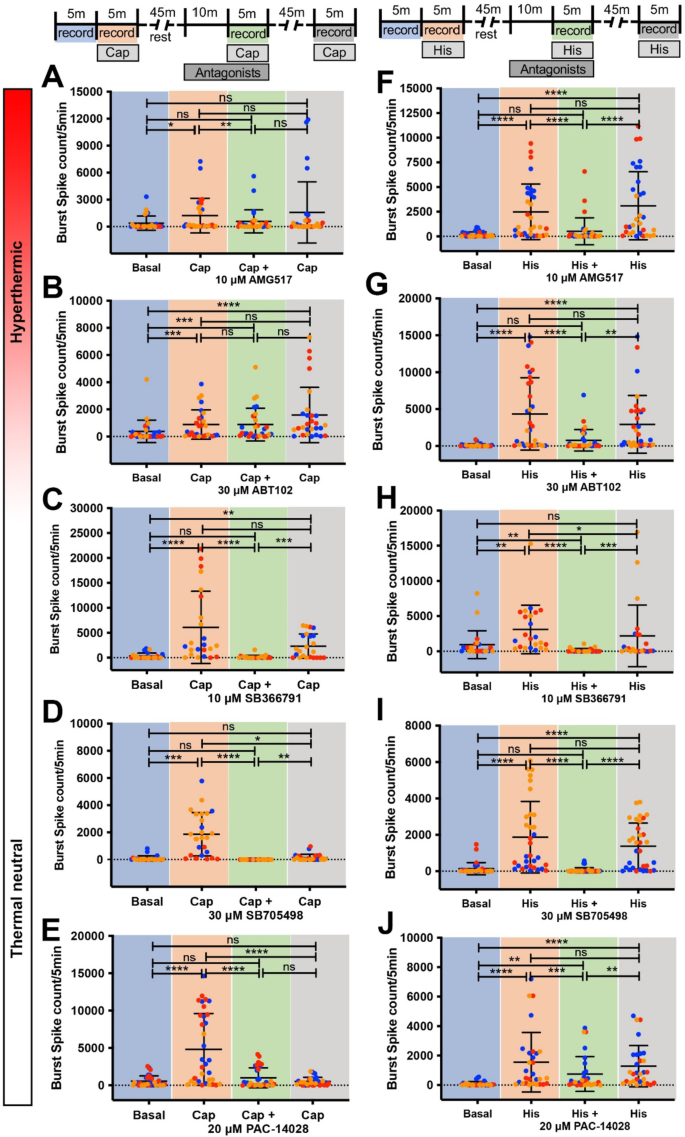 iPSC-derived human sensory neurons reveal a subset of TRPV1 antagonists ...