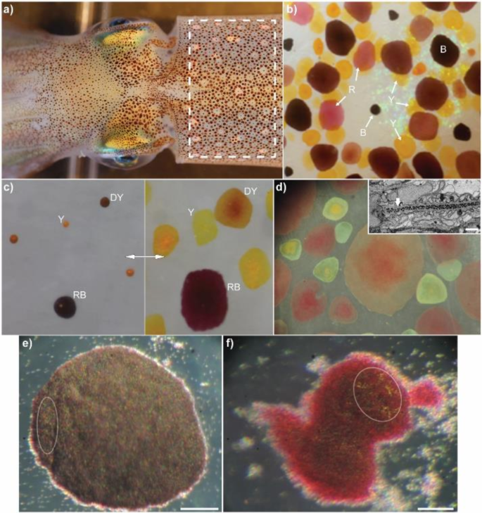 Pigment granule architecture varies across yellow, red, and brown ...