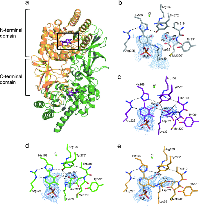 Exploring the reaction dynamics of alanine racemase using serial ...