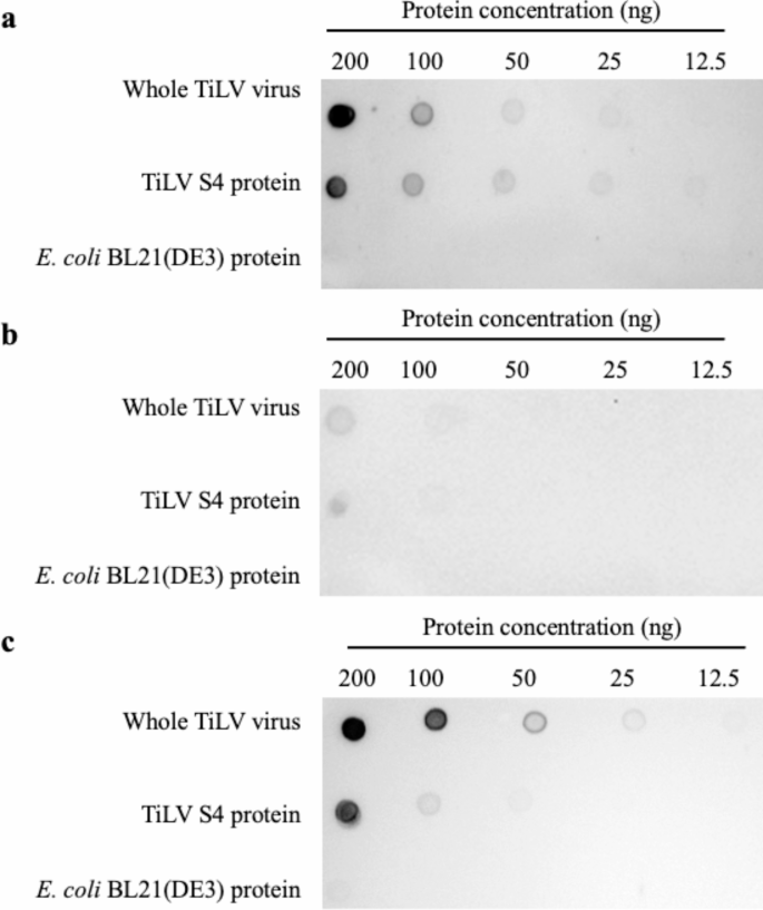 Expression and purification of recombinant tilapia lake virus segment 4 ...