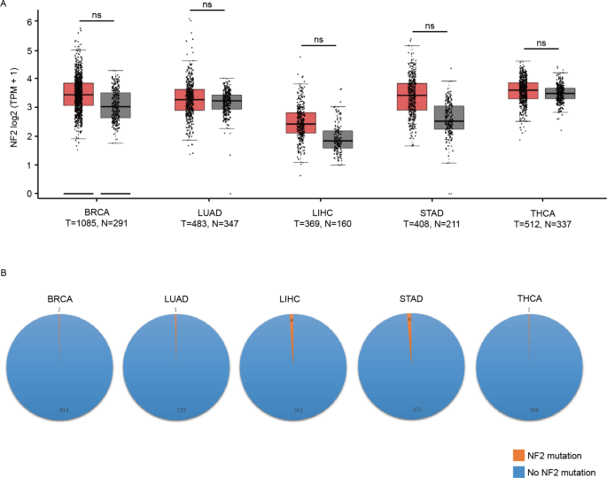 NF2 can mediate the expression of CAMK2A in a tissue specific manner ...