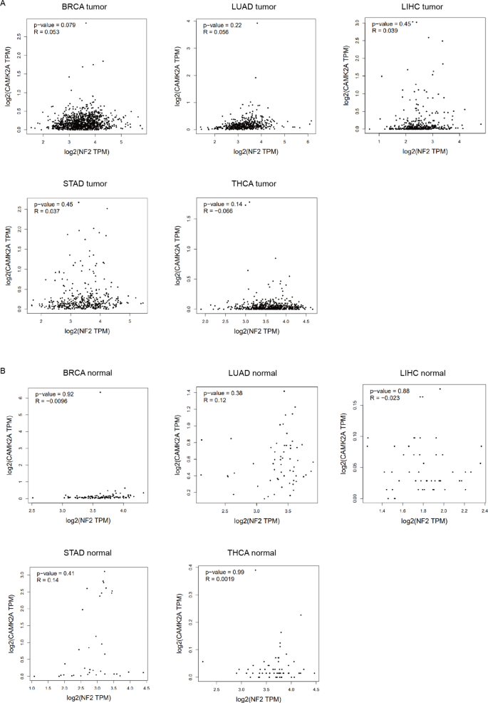 NF2 can mediate the expression of CAMK2A in a tissue specific manner ...