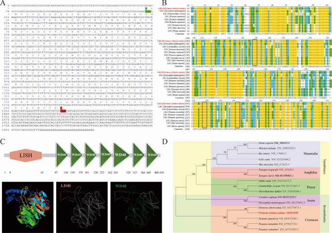 Pt-LIS1 participates nuclear deformation and acrosome formation via ...