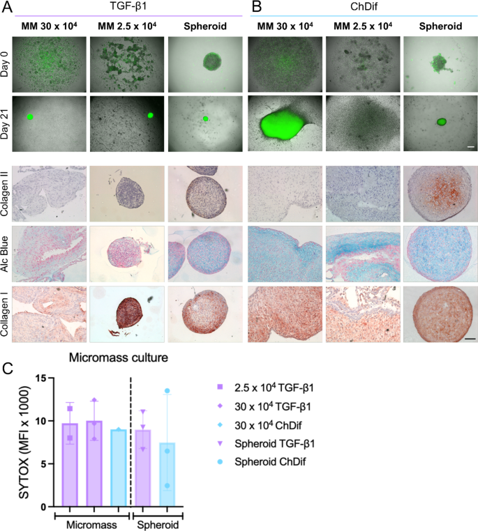 Small spheroids for head and neck cartilage tissue engineering ...