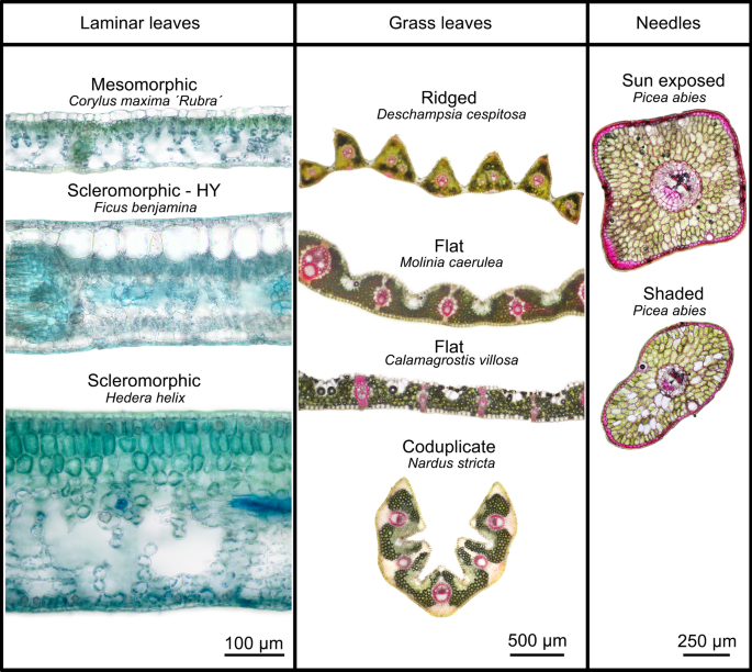 Mind the leaf anatomy while taking ground truth with portable ...