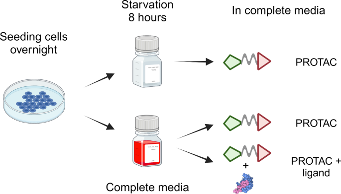 Orthogonal validation of PROTAC mediated degradation of the integral ...