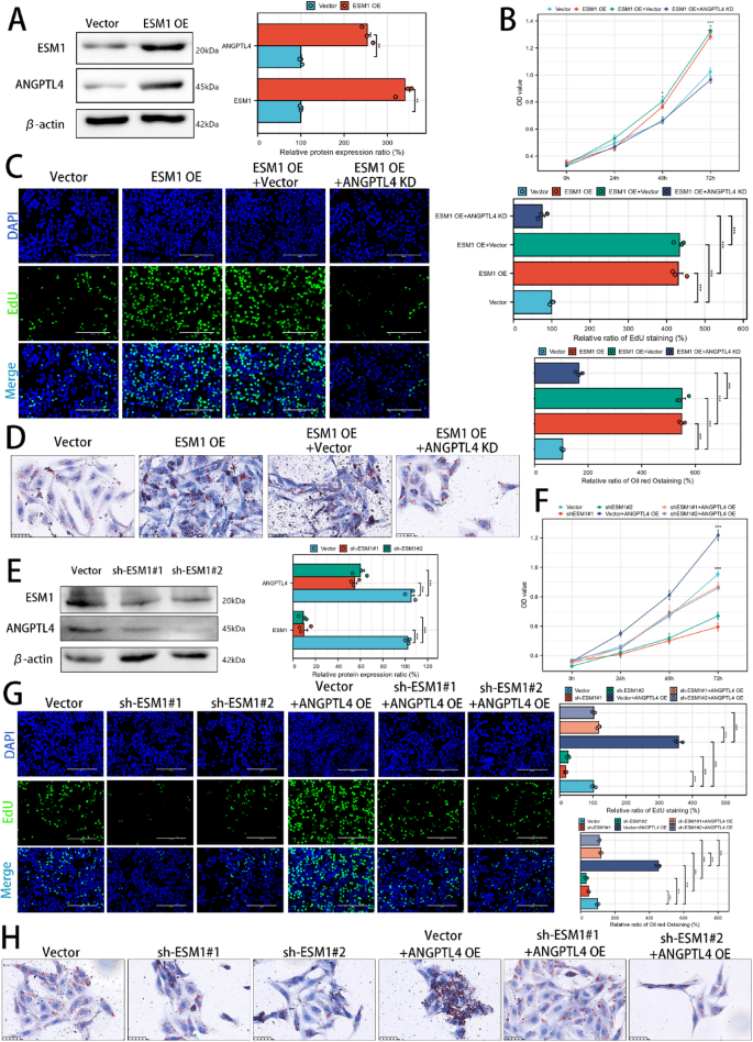 Unveiling the protective role of ESM1 in endothelial cell proliferation ...