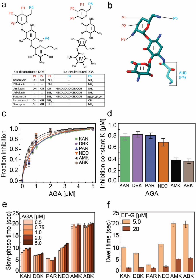 Structure–function comparison of Arbekacin with other aminoglycosides ...