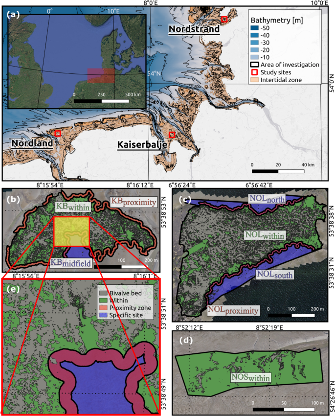 Sediment accumulation by coastal biogenic structures sustains ...
