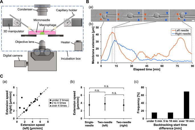 Measurement of macrophage phagocytic capacity by quantifying maximum ...