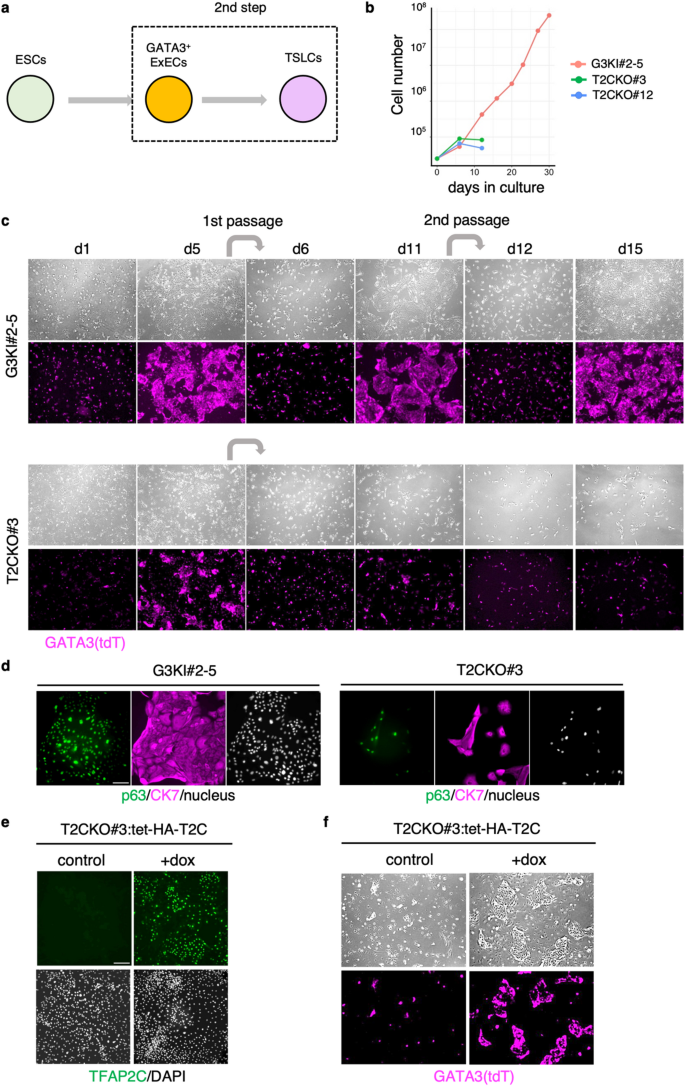 Stepwise strategy for generating human trophoblast stem-like cells from ...