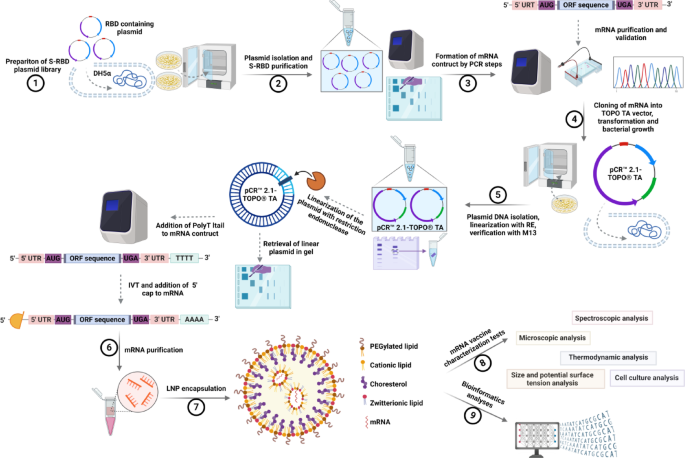 Innovative design and comprehensive characterization of a valine ...