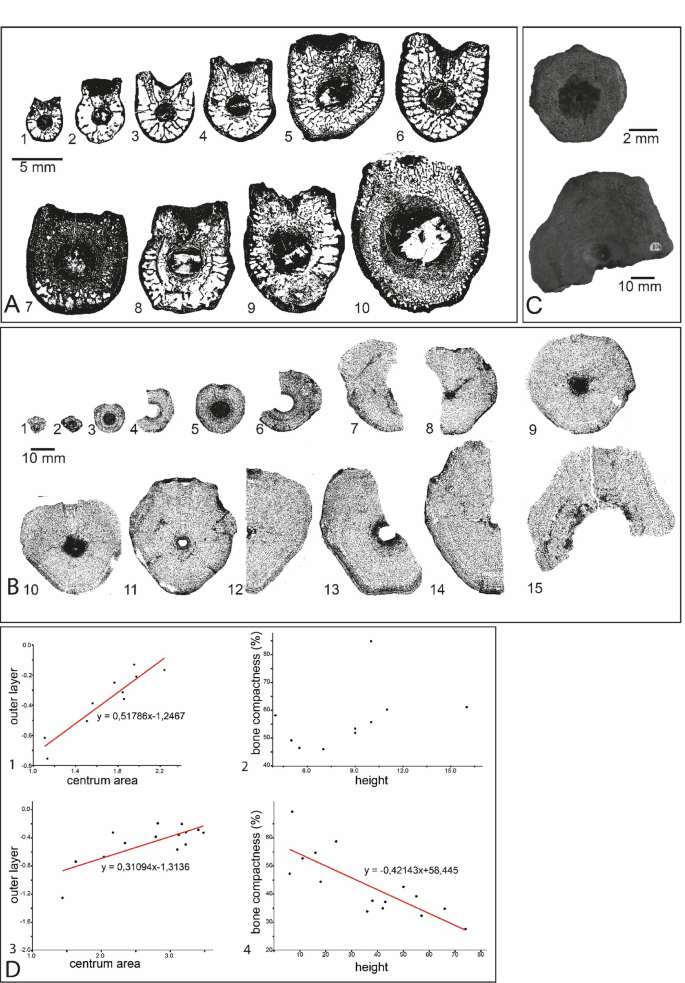 Vertebral microstructure marks the emergence of pelagic ichthyosaurs ...