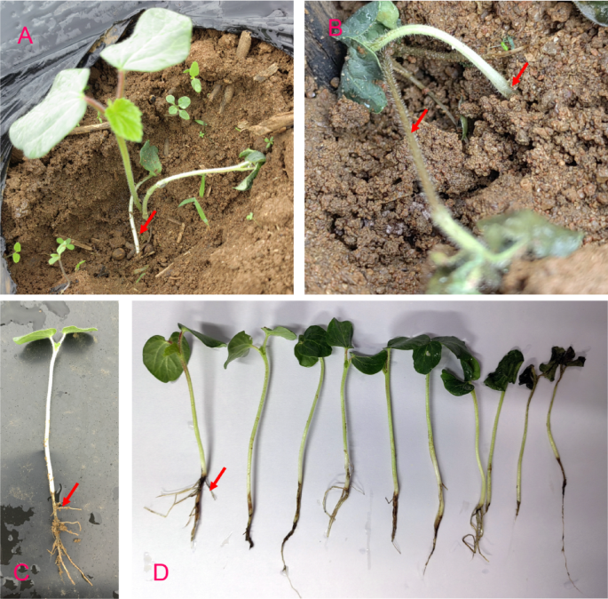 Rhizoctonia solani causes okra (Abelmoschus esculentus) seedling ...