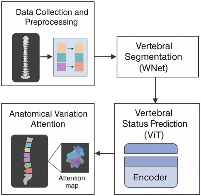 Transformer-enhanced vertebrae segmentation and anatomical variation recognition from CT images ...