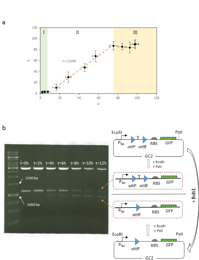 Characterization of recombinase activity across cellular growth phases ...
