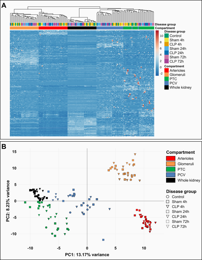 Sepsis-associated acute kidney injury in mice and humans elicits ...