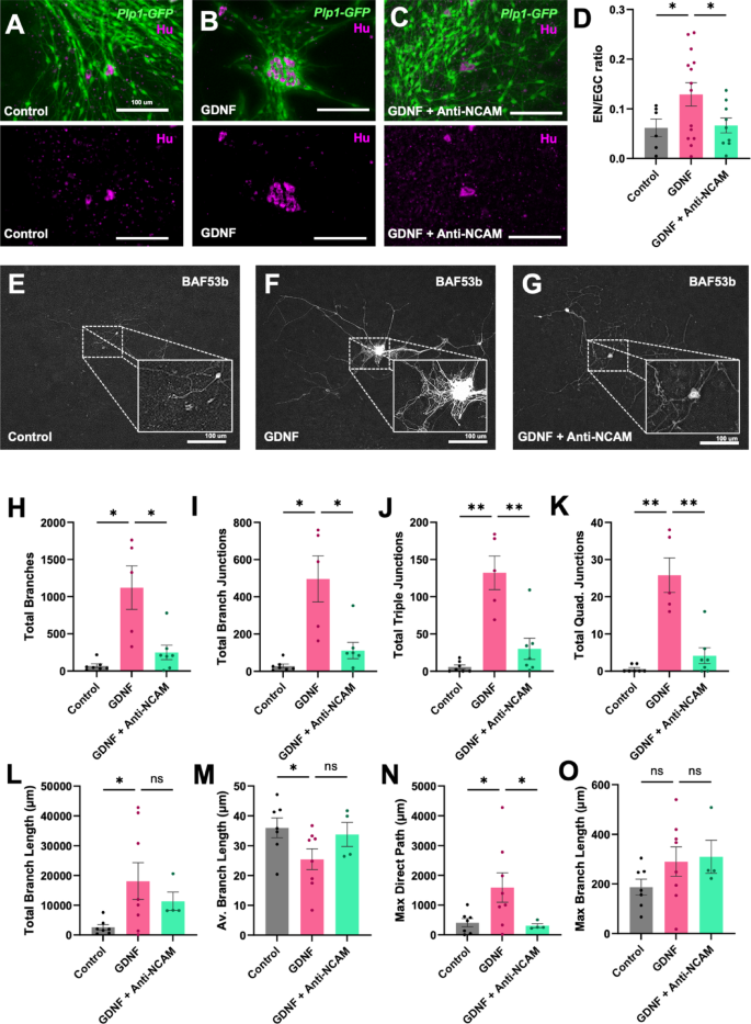 Intramuscular enteric glia persist in Hirschsprung disease and undergo ...