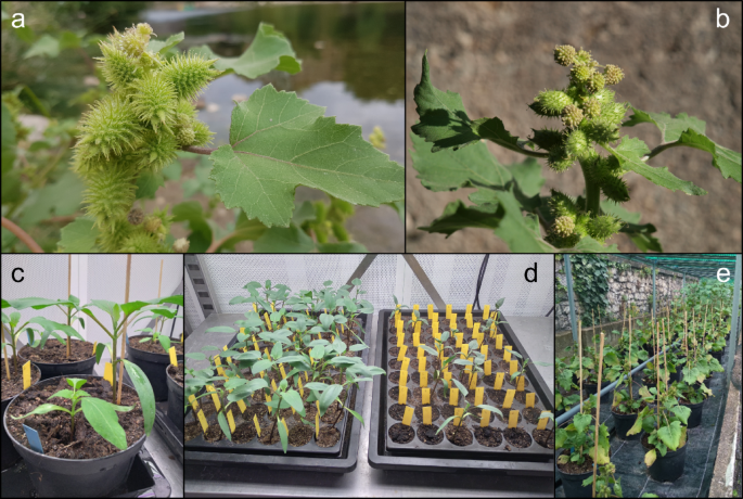 Interspecific competition with the American Xanthium orientale L. as a ...