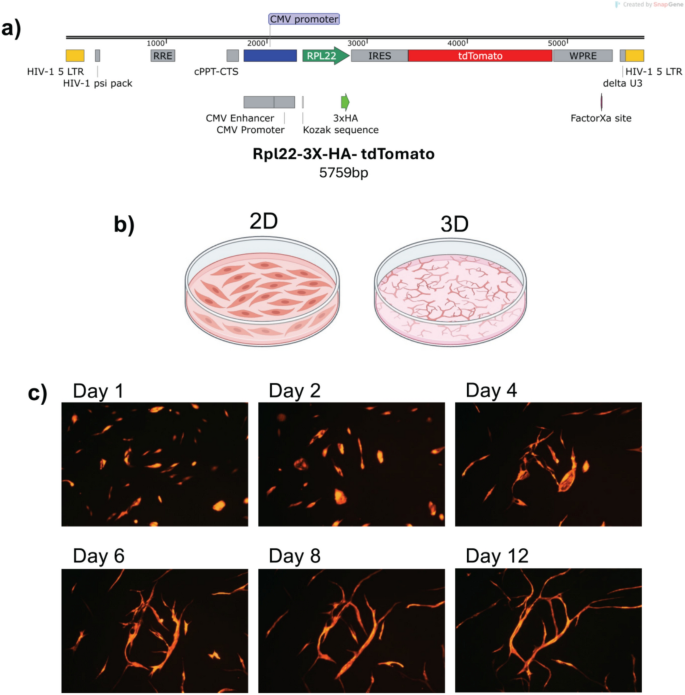 TRAP seq in 3D angiogenesis assays reveals a distinct endothelial ...