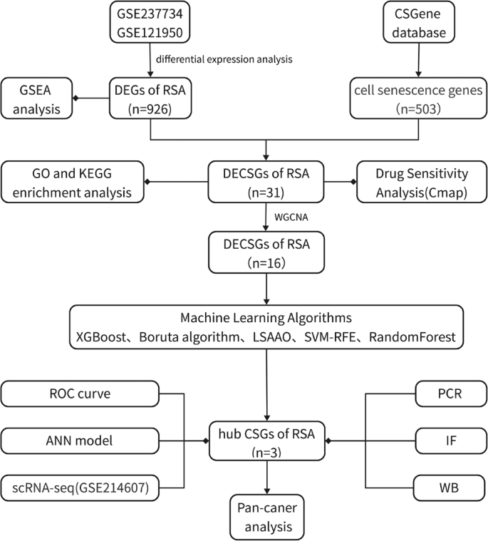 Identification and validation of cell senescence genes in recurrent spontaneous abortion via ...