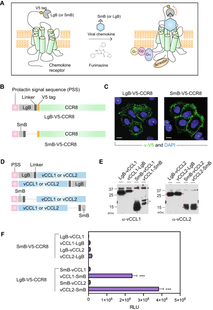 Nano-Luciferase complementation assay of human herpesvirus 8 chemo ...