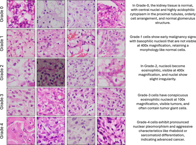 A multi-phase framework for enhancing diagnostic accuracy and ...